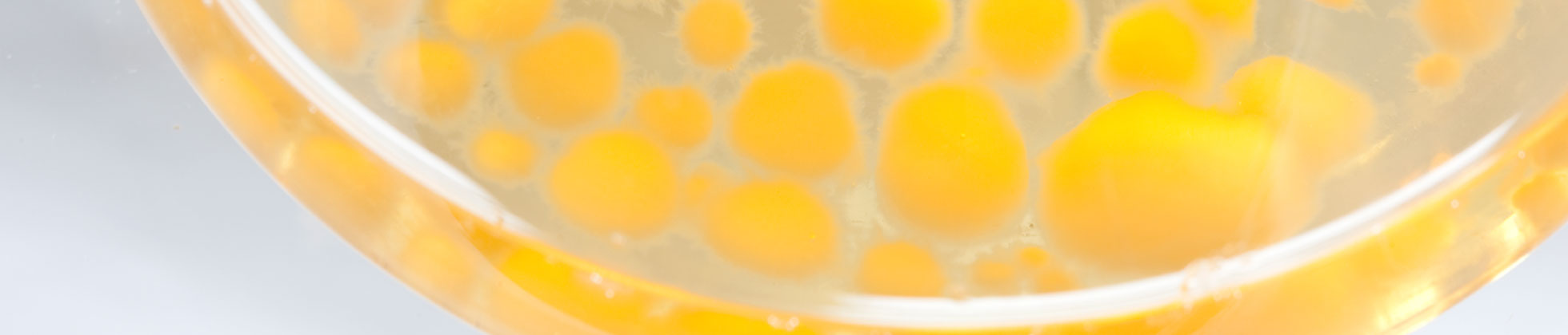 Dechema Forschungsinstitut